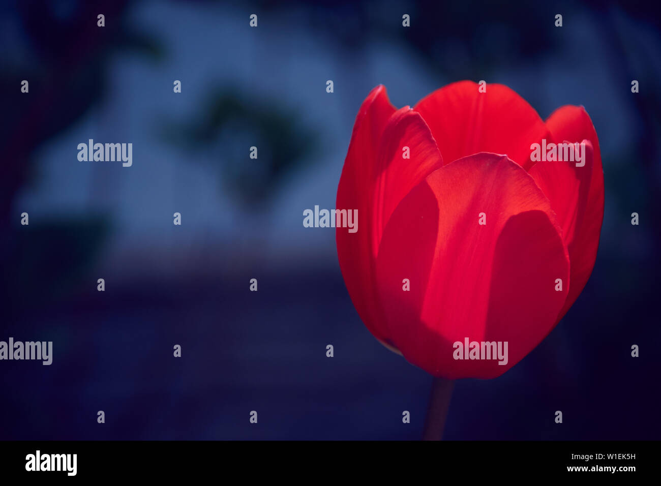 Beautiful view of a red tulip in the garden next to green background of ...