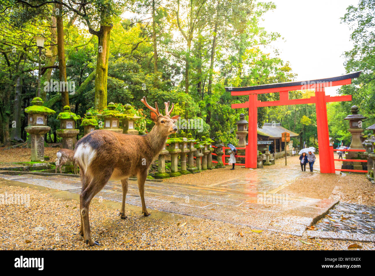 Wild deer and red Torii gate of Kasuga Taisha Shine, one of the most ...