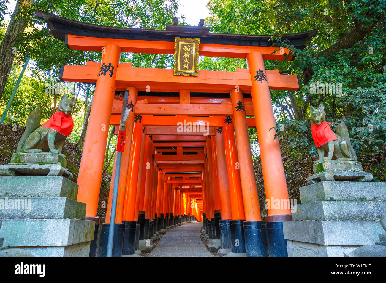 Thousand vermilion torii gates of the Shinto sanctuary of Fushimi Inari ...