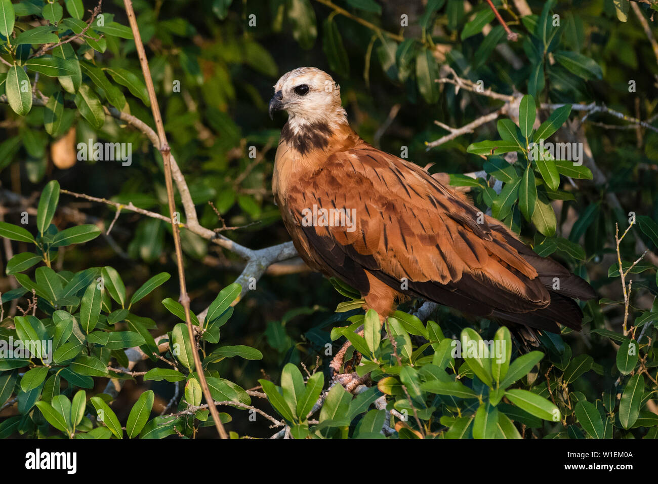 A black-collared hawk (Busarellus nigricollis) on the canopy, Mato ...