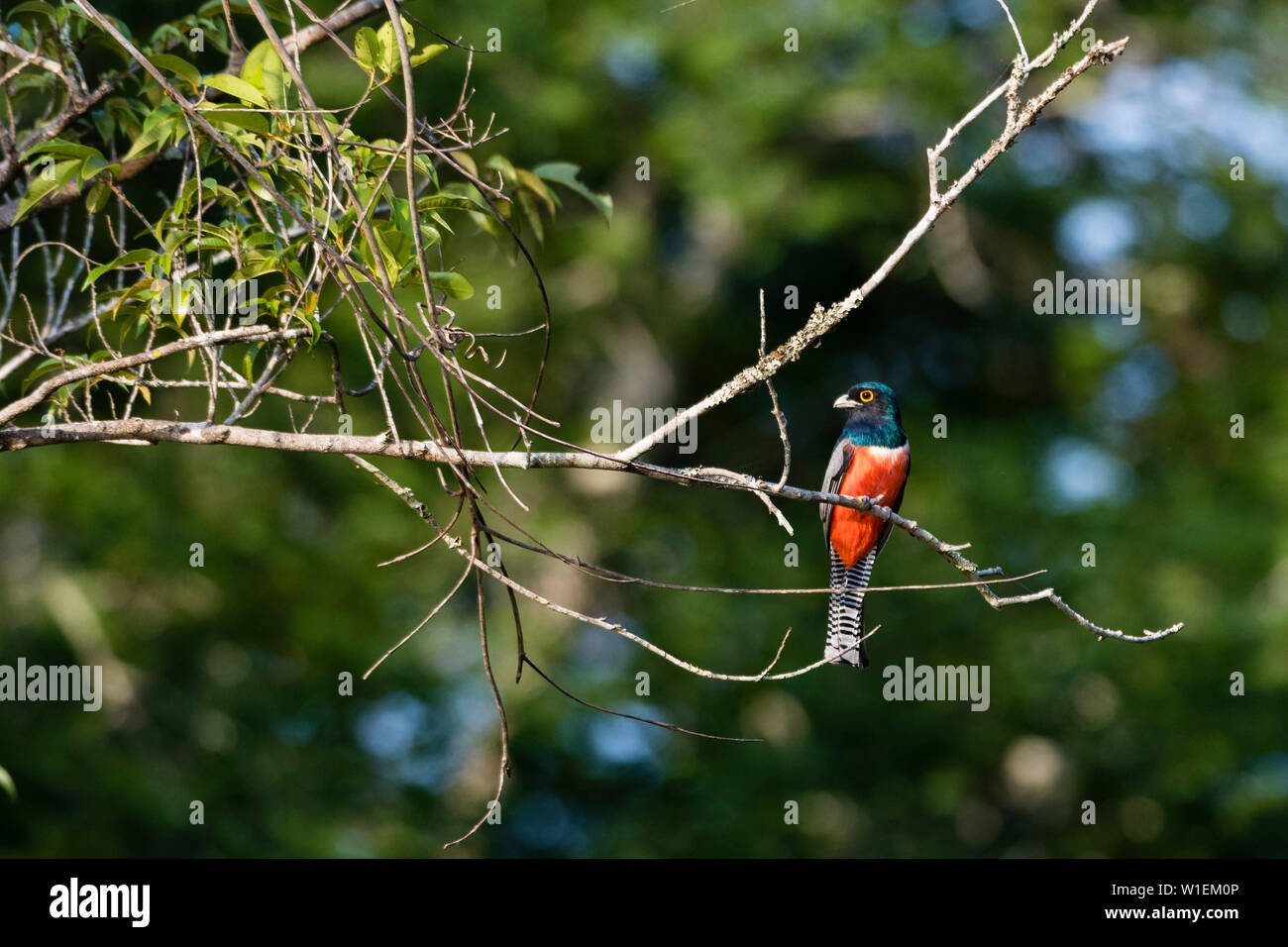 A blue-crowned trogon (Trogon curucui) on a tree, Mato Grosso, Brazil ...