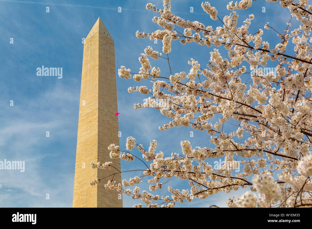 View of Washington Monument and spring blossom, Washington D.C., United ...
