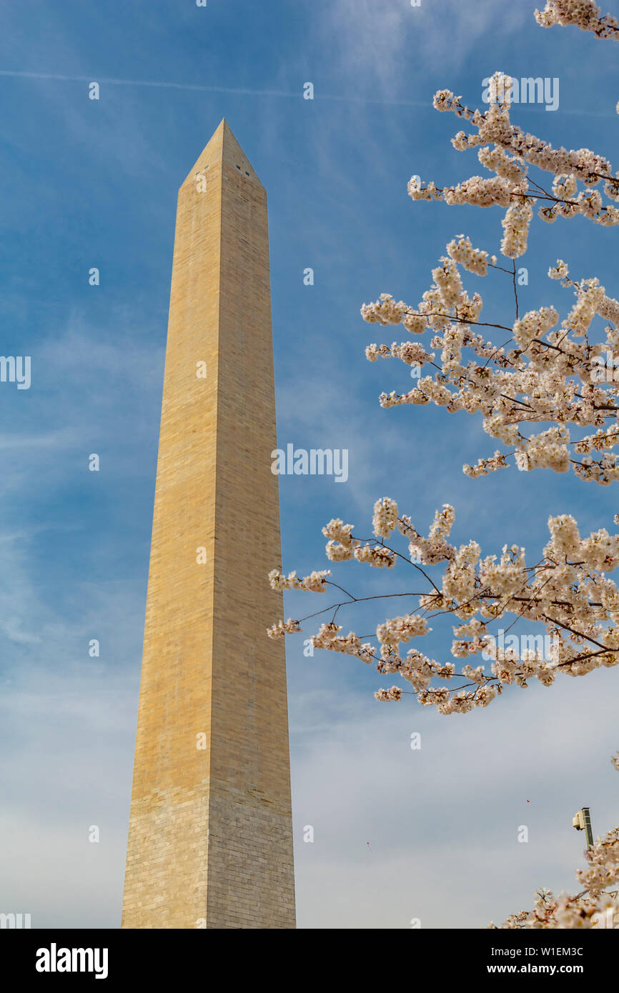 View of Washington Monument and spring blossom, Washington D.C., United ...