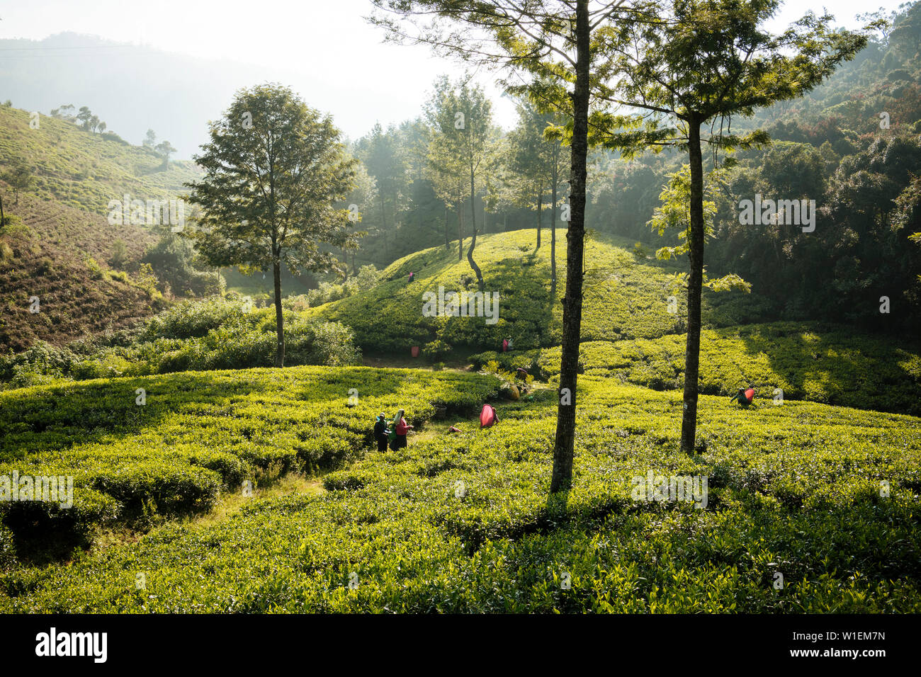 Tea estate, Nuwara Eliya, Central Province, Sri Lanka, Asia Stock Photo ...