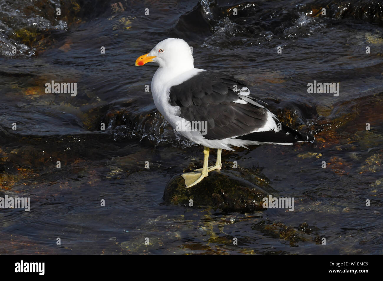 Kelp gull (Larus dominicanus) standing on a stone surrounded by water ...