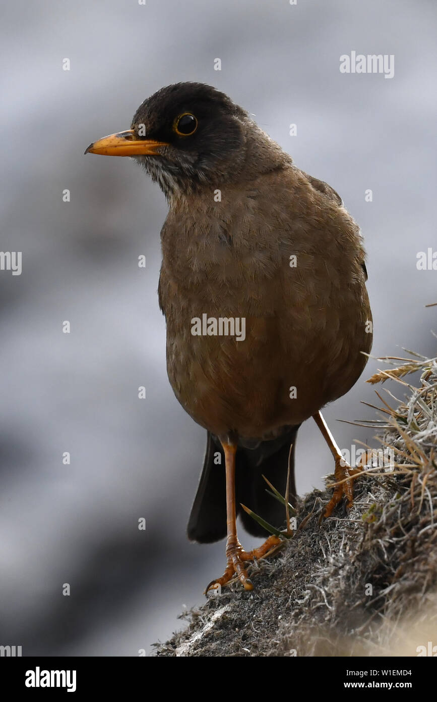Wildlife portrait photography hi-res stock photography and images - Alamy