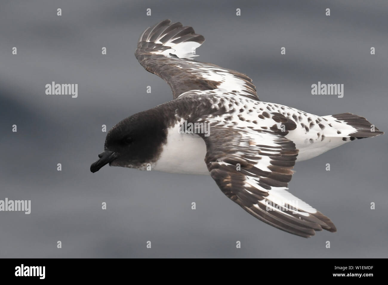Close-up of a flying Cape petrel (Daption capense), South Georgia and ...