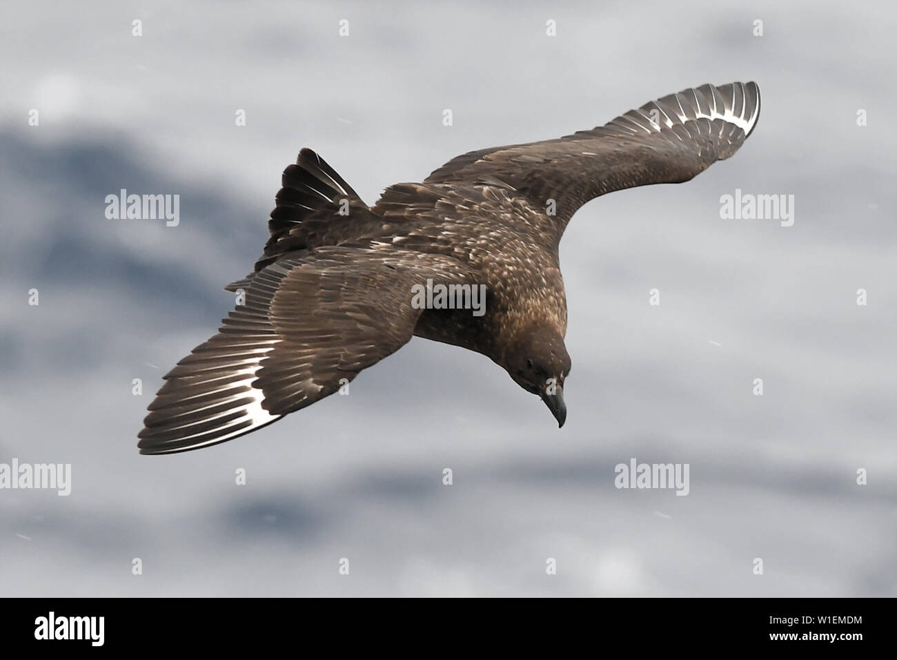 Brown skua (Stercorarius antarcticus) in flight, Southern Ocean, Polar Regions Stock Photo - Alamy