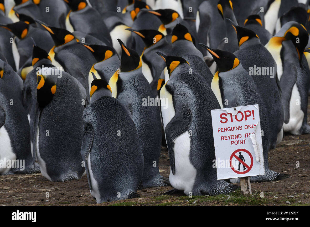 Warning sign to visitors delineating king penguin (Aptenodytes ...