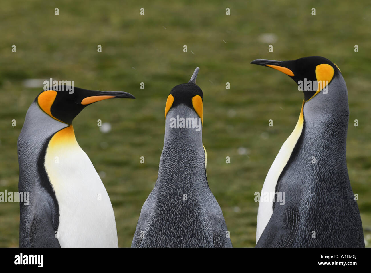 Three king penguins (Aptenodytes patagonicus) standing closely together ...