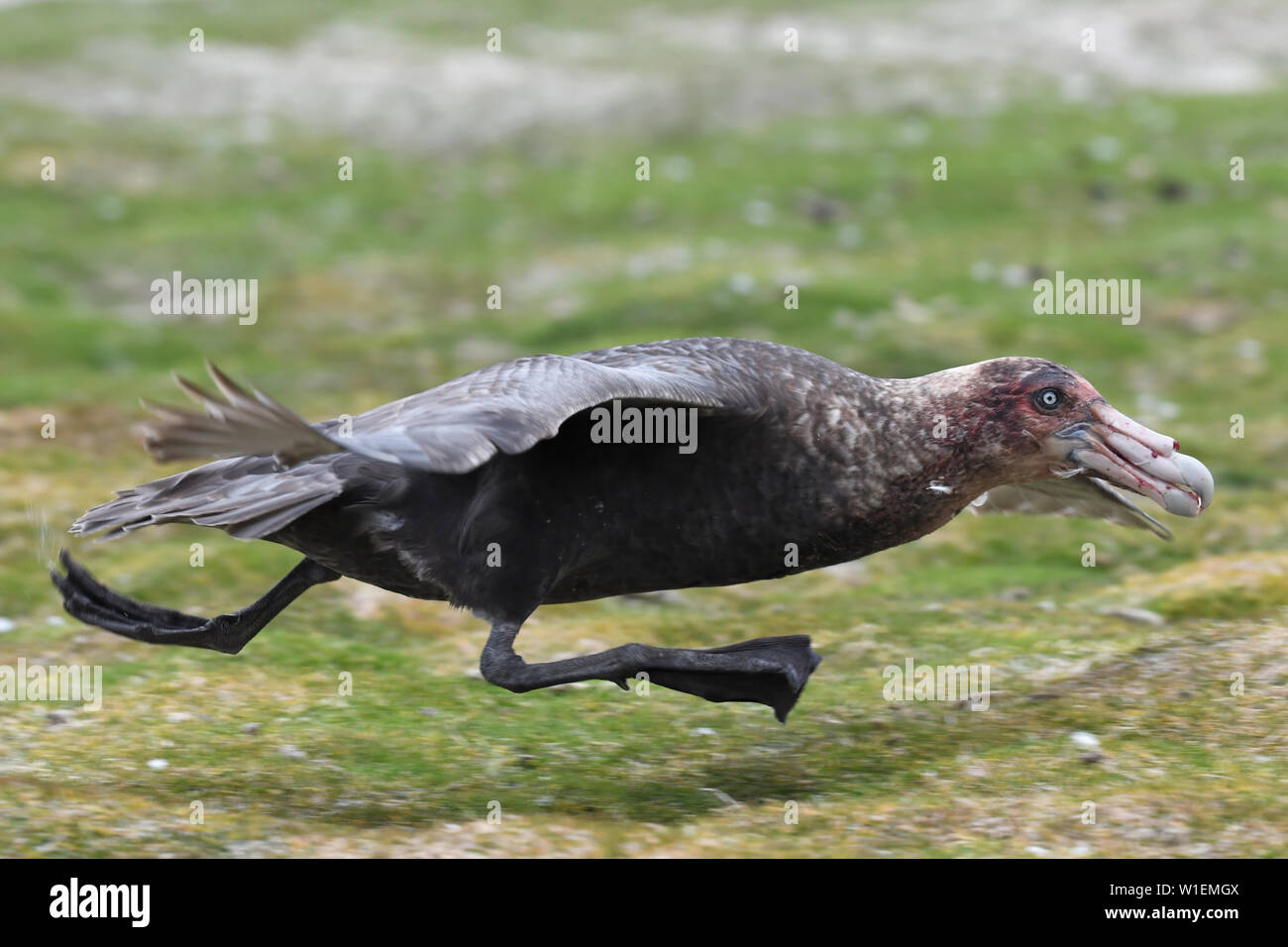 Southern giant petrel (Macronectes giganteus) with blood-covered head ...