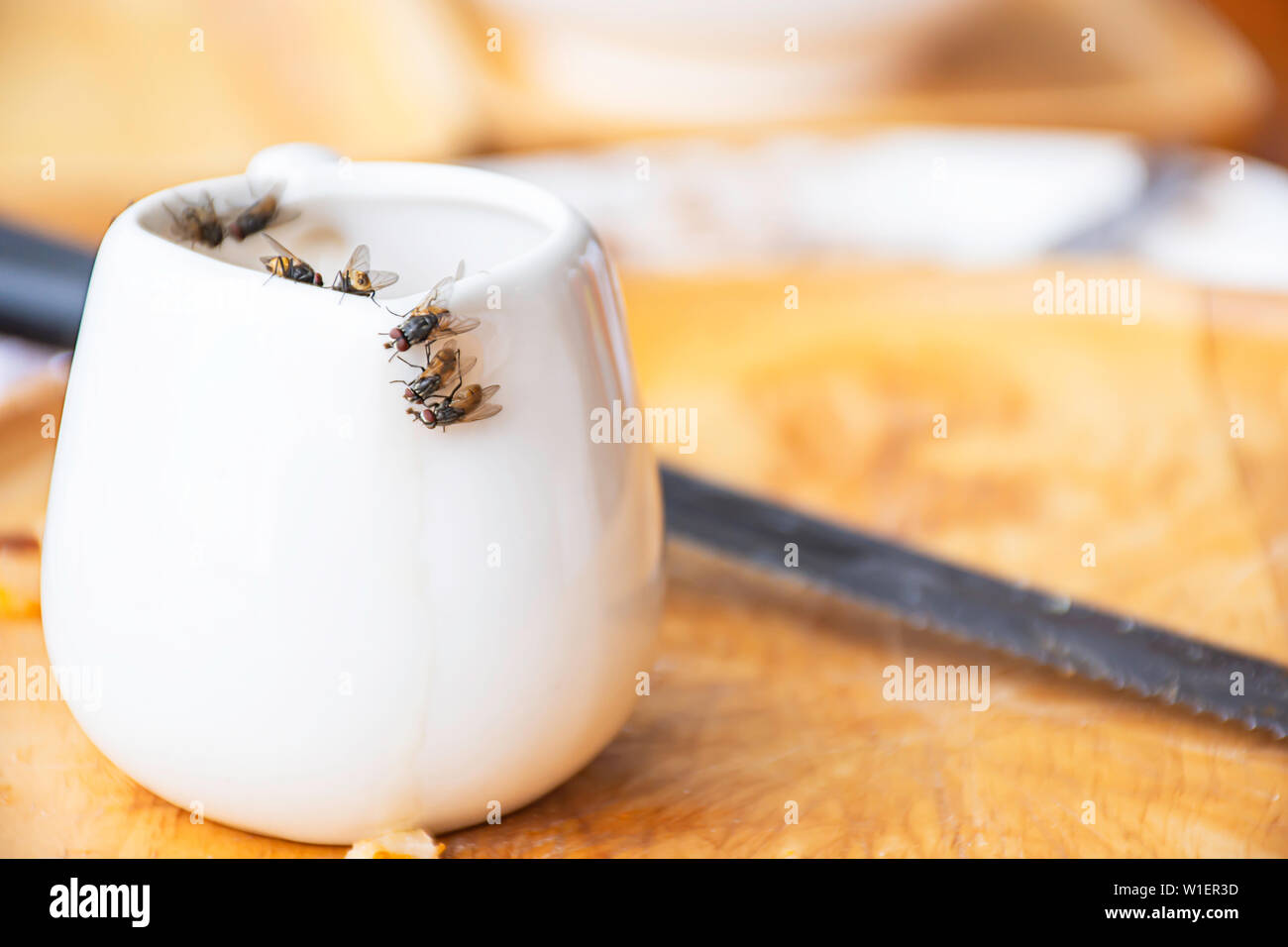 The flies that are feeding on the white Cup is placed on a wooden tray ...