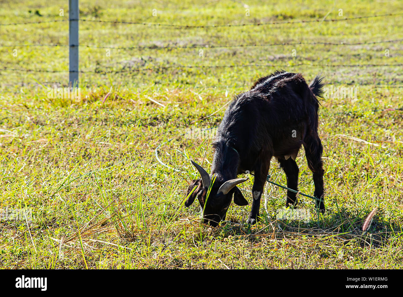 The goat eating grass in the morning Stock Photo - Alamy