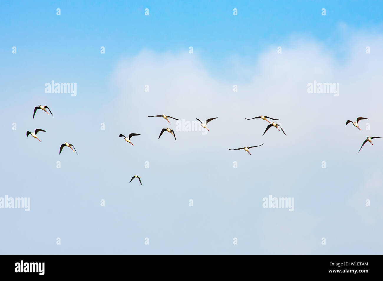 Flocks of birds flying hi-res stock photography and images - Alamy