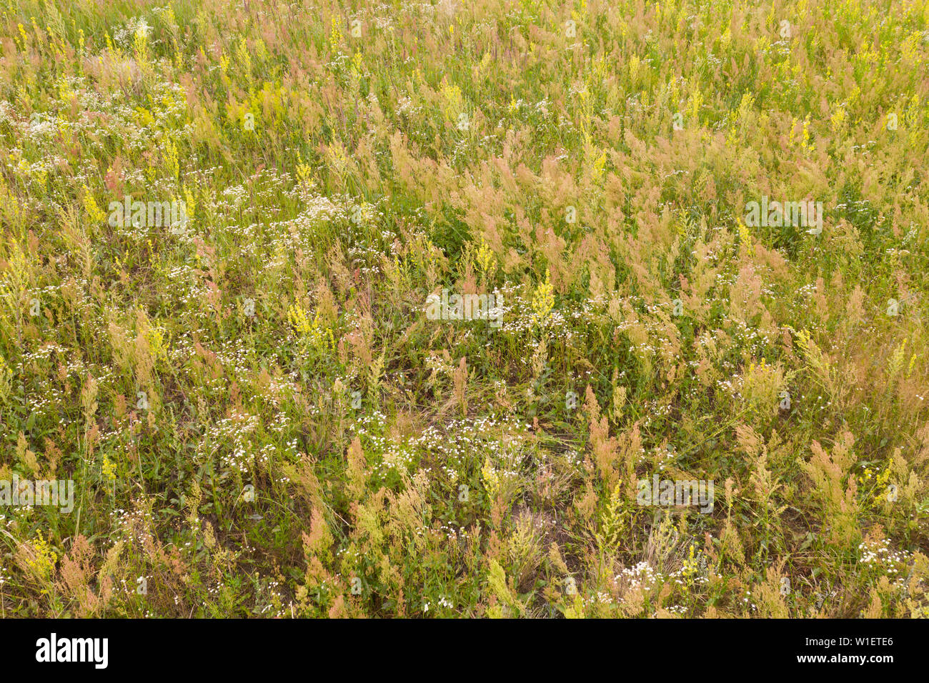Ukrainian field flowers hi-res stock photography and images - Alamy