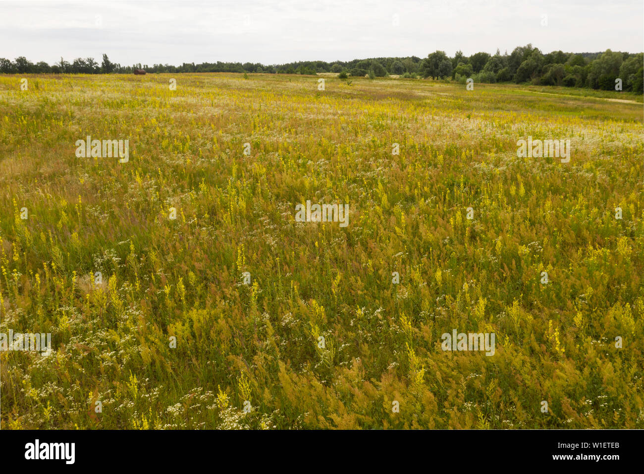 Summer in village wild hi-res stock photography and images - Alamy