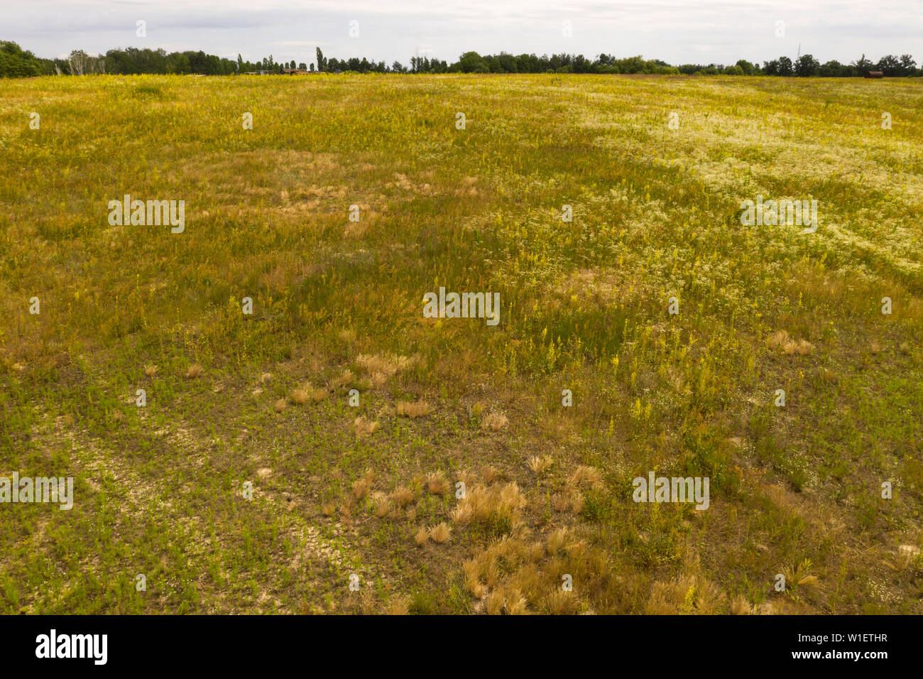 a field of wild flowers at a summer day in Ukraine Stock Photo - Alamy