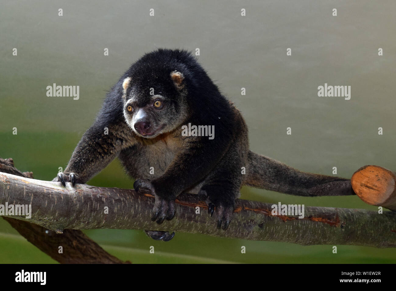 Sulawesi ailurops ursinus hi-res stock photography and images - Alamy