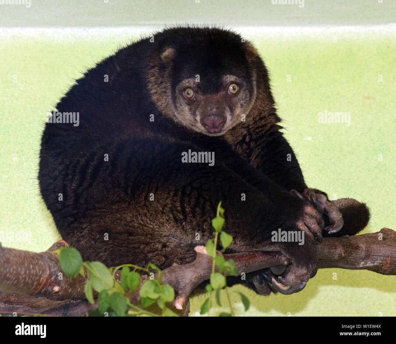 Sulawesi ailurops ursinus hi-res stock photography and images - Alamy