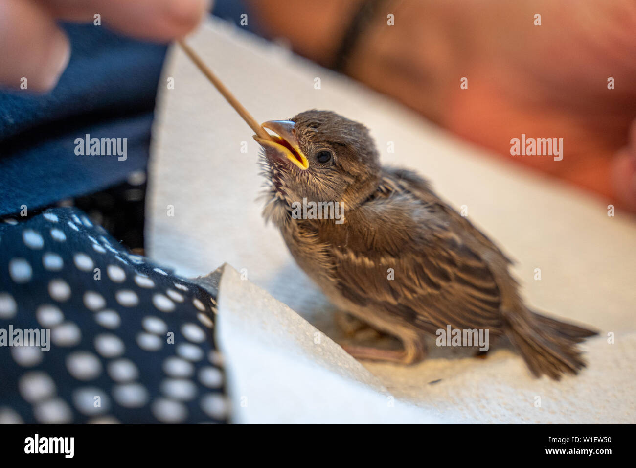 Injured young bird hi-res stock photography and images - Alamy