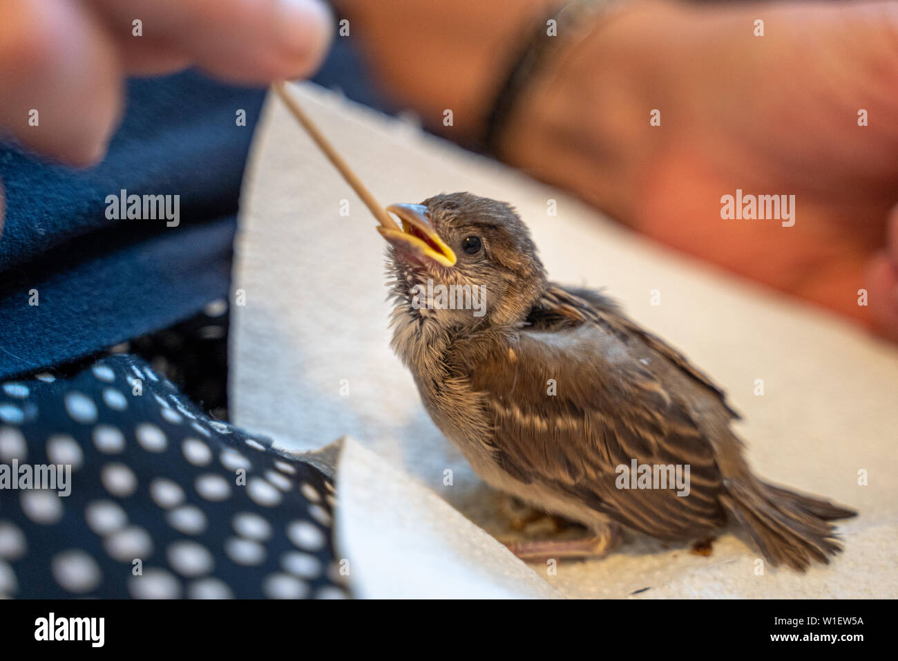 Injured young bird hi-res stock photography and images - Alamy