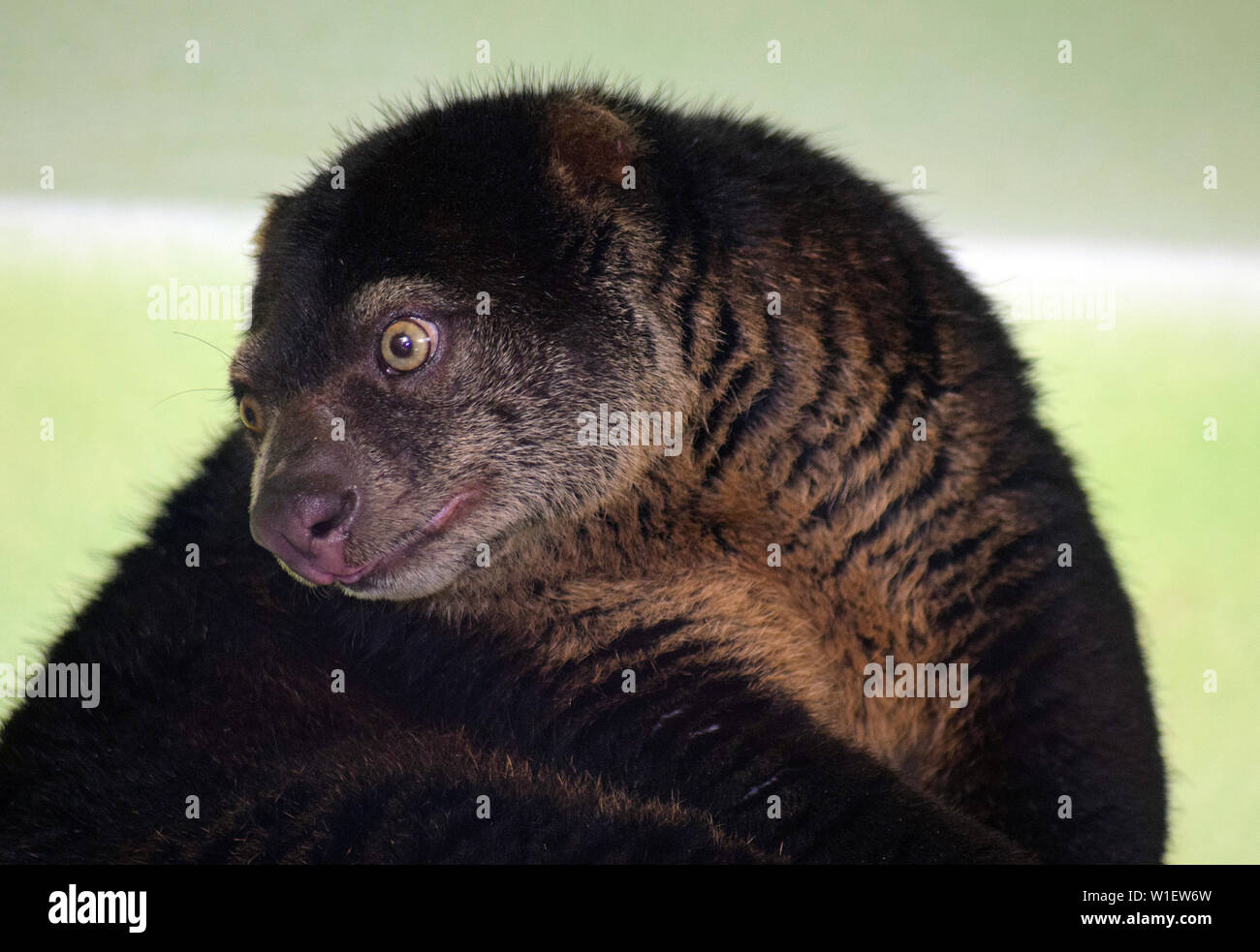 Bear cuscus hi-res stock photography and images - Alamy