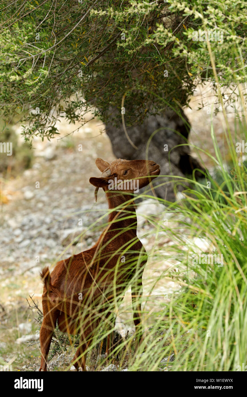 Mallorca goats hi-res stock photography and images - Alamy