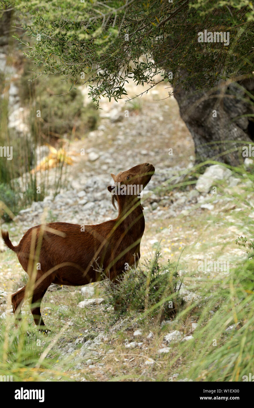 Mallorca goats hi-res stock photography and images - Alamy
