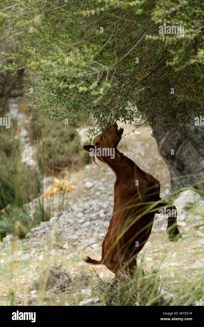 Wild goat on Mallorca searching for food Stock Photo - Alamy