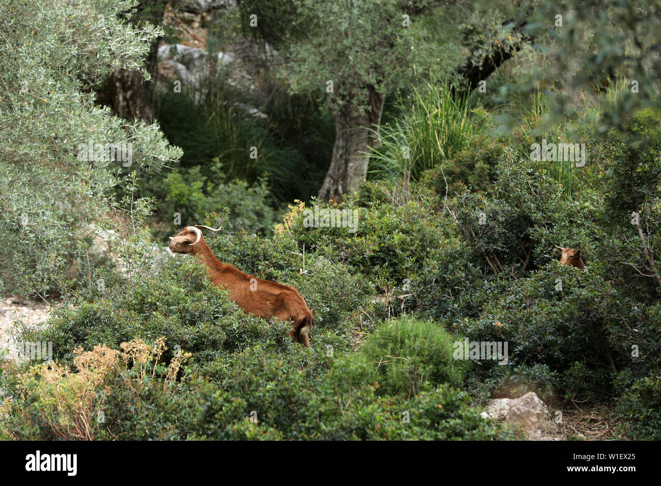 Wild goats mallorca hi-res stock photography and images - Alamy