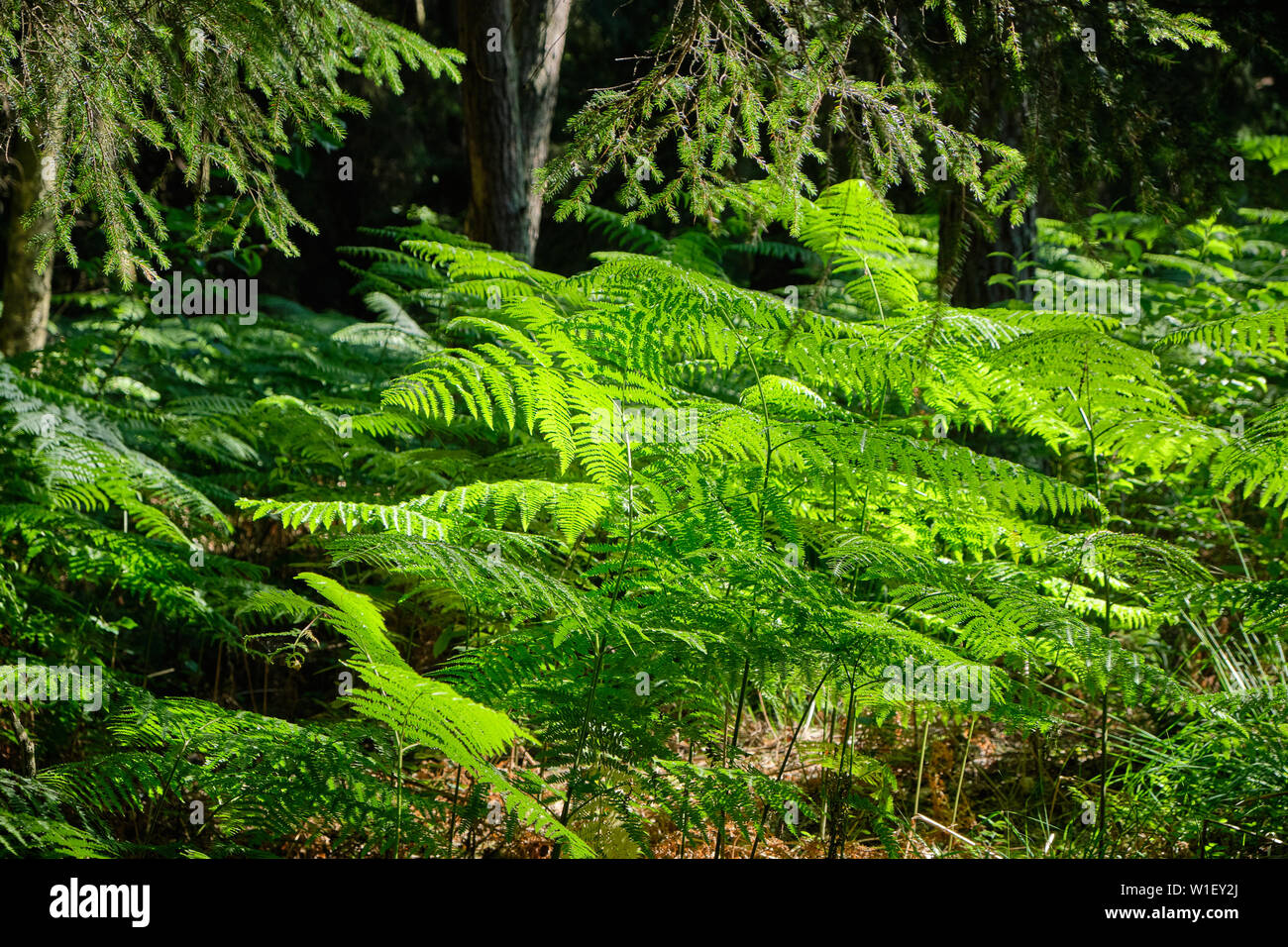 Beautiful green ferns in the sunlight in the forest near Bad Orb ...