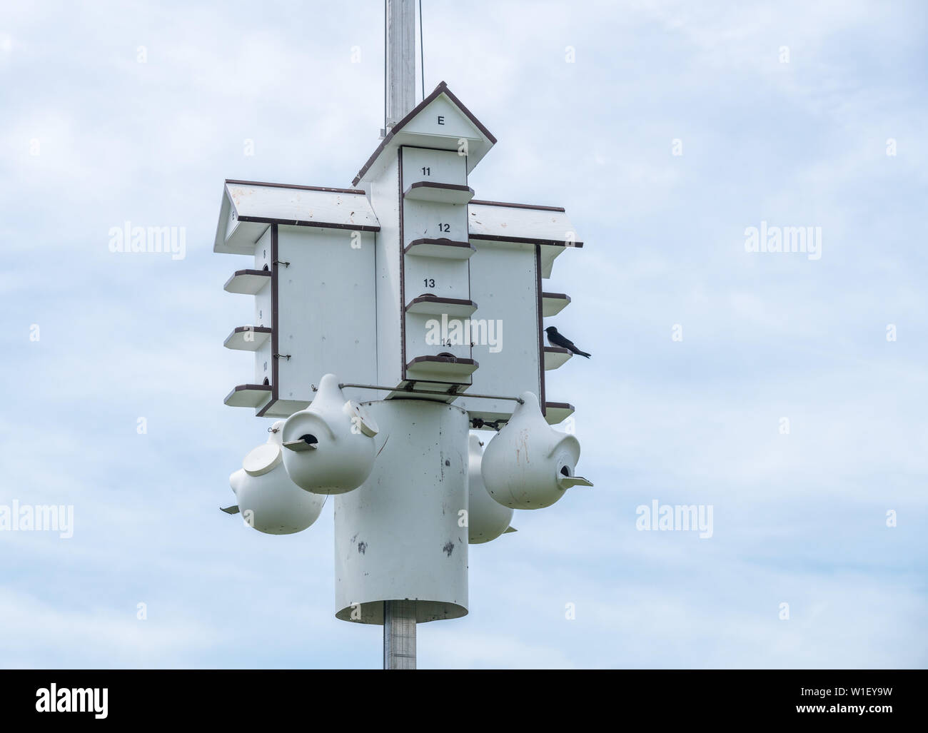 Multiple occupancy bird house or condo in state park Stock Photo - Alamy
