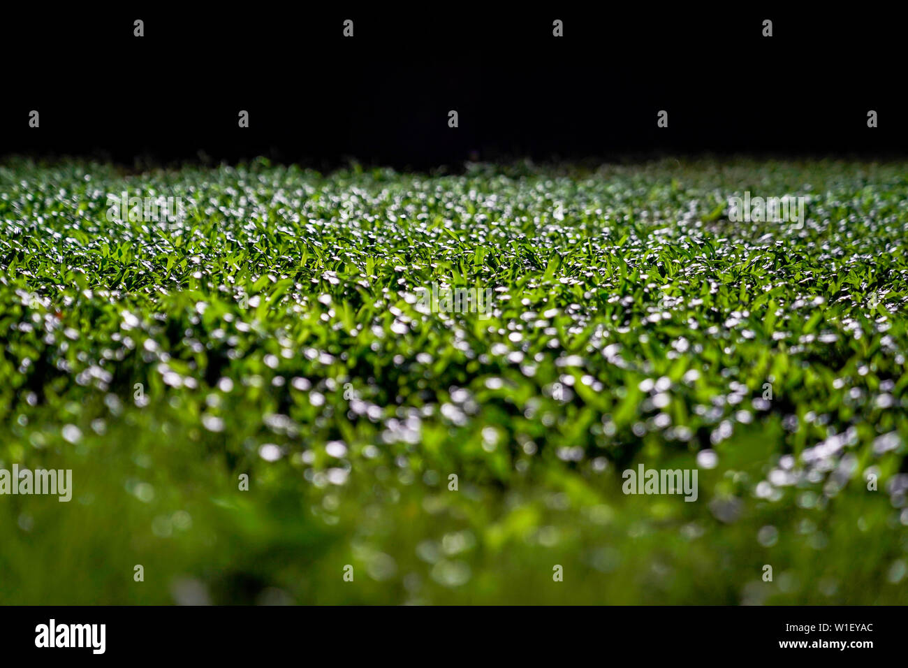 Grasses on the ground in the dark night garden with spotlight light ...