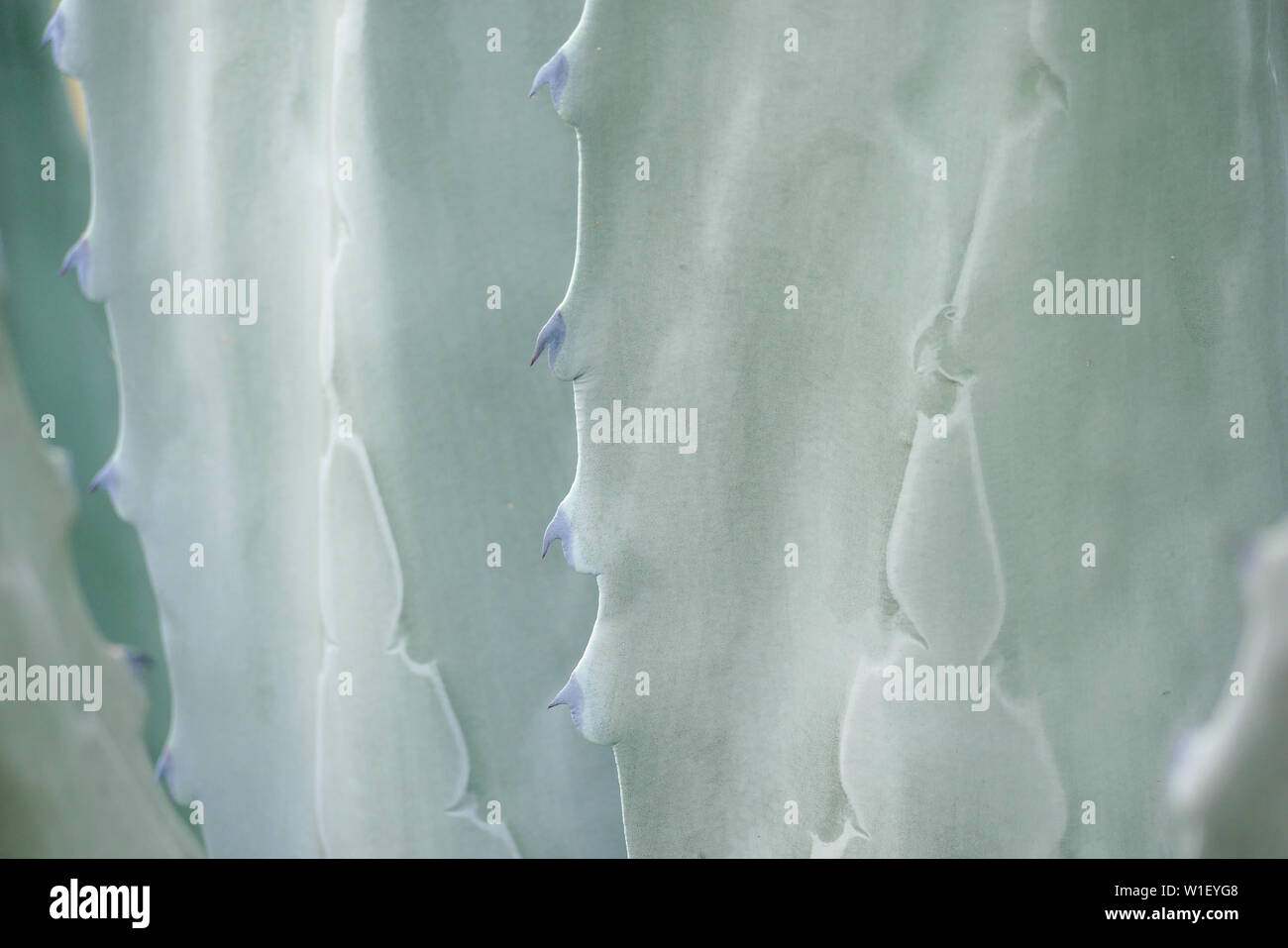 abstract background textuer of Cactus succulent plant Stock Photo - Alamy