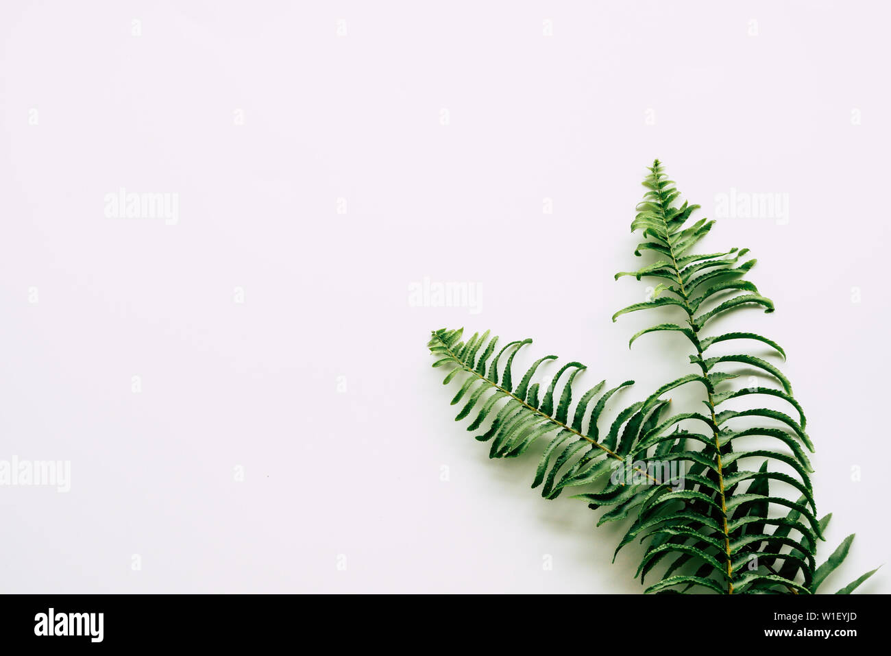 tropical plants on white background Stock Photo - Alamy