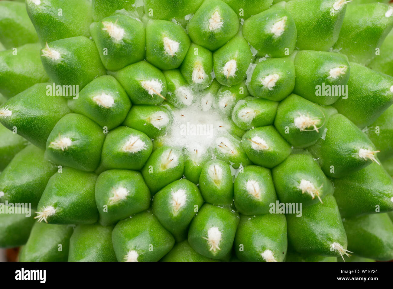 abstract background textuer of Cactus succulent plant Stock Photo - Alamy