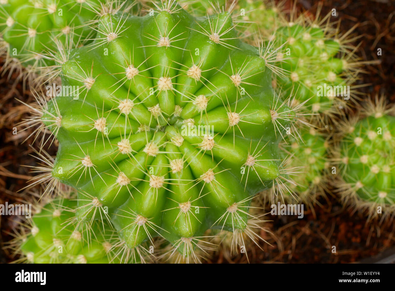 abstract background textuer of Cactus succulent plant Stock Photo - Alamy