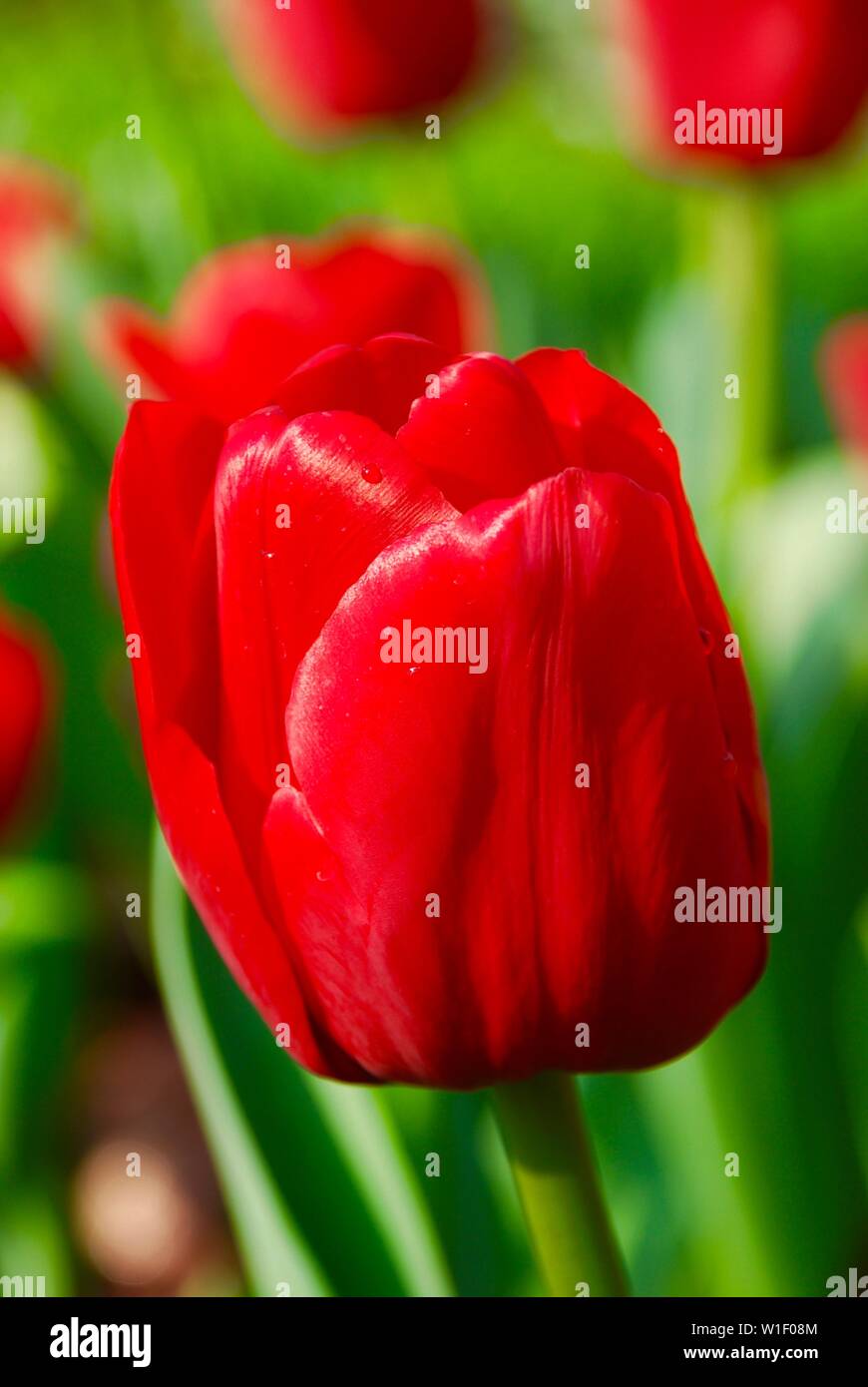 Scarlet tulip close up hi-res stock photography and images - Alamy