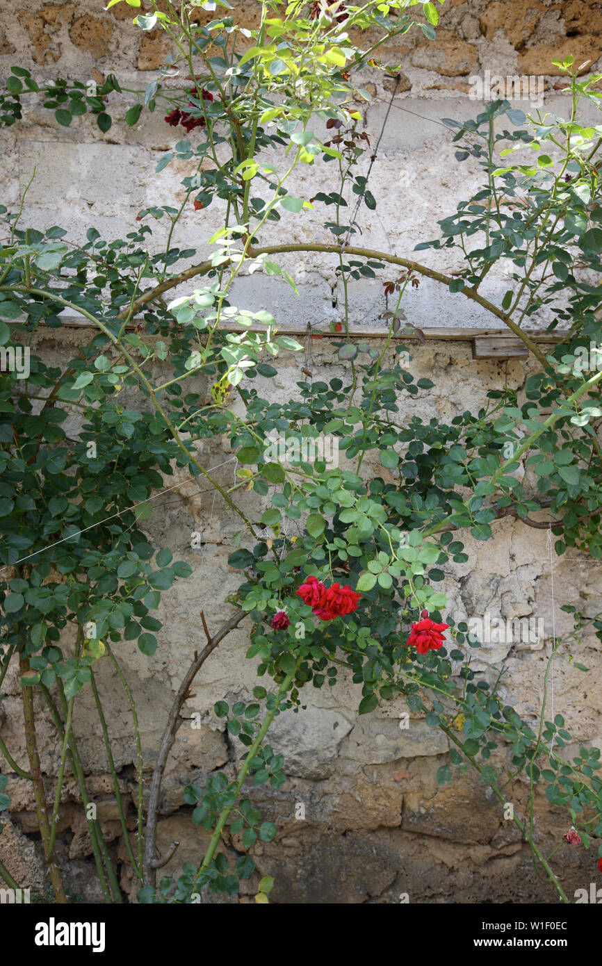 Curly rose hi-res stock photography and images - Alamy