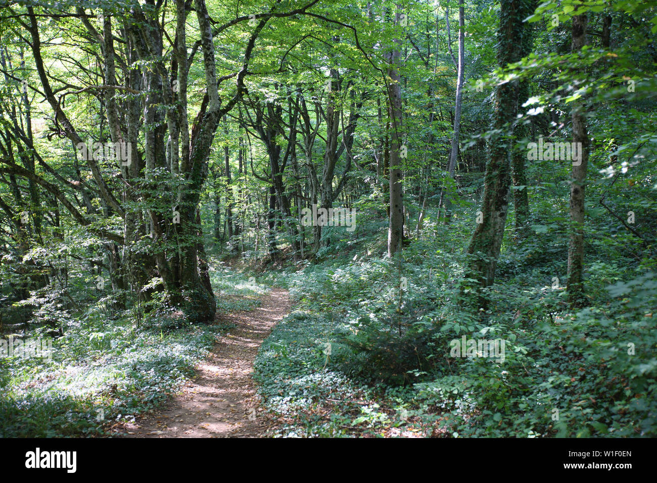 Shady summer forest landscape hi-res stock photography and images - Alamy