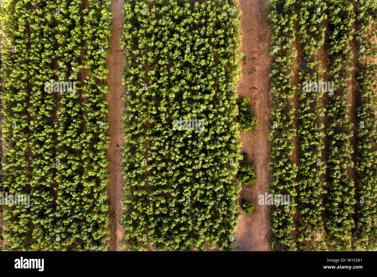 top view of a perfectly aligned farm fruit trees plantation, green ...