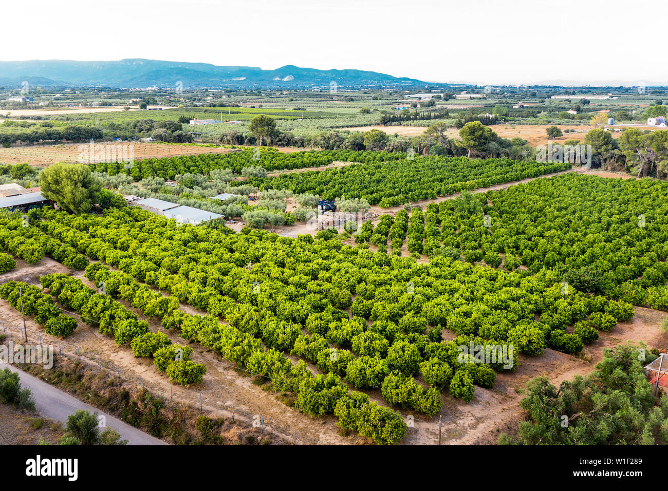 top view of a fruit tree plantation of a farm near of the mountains in ...