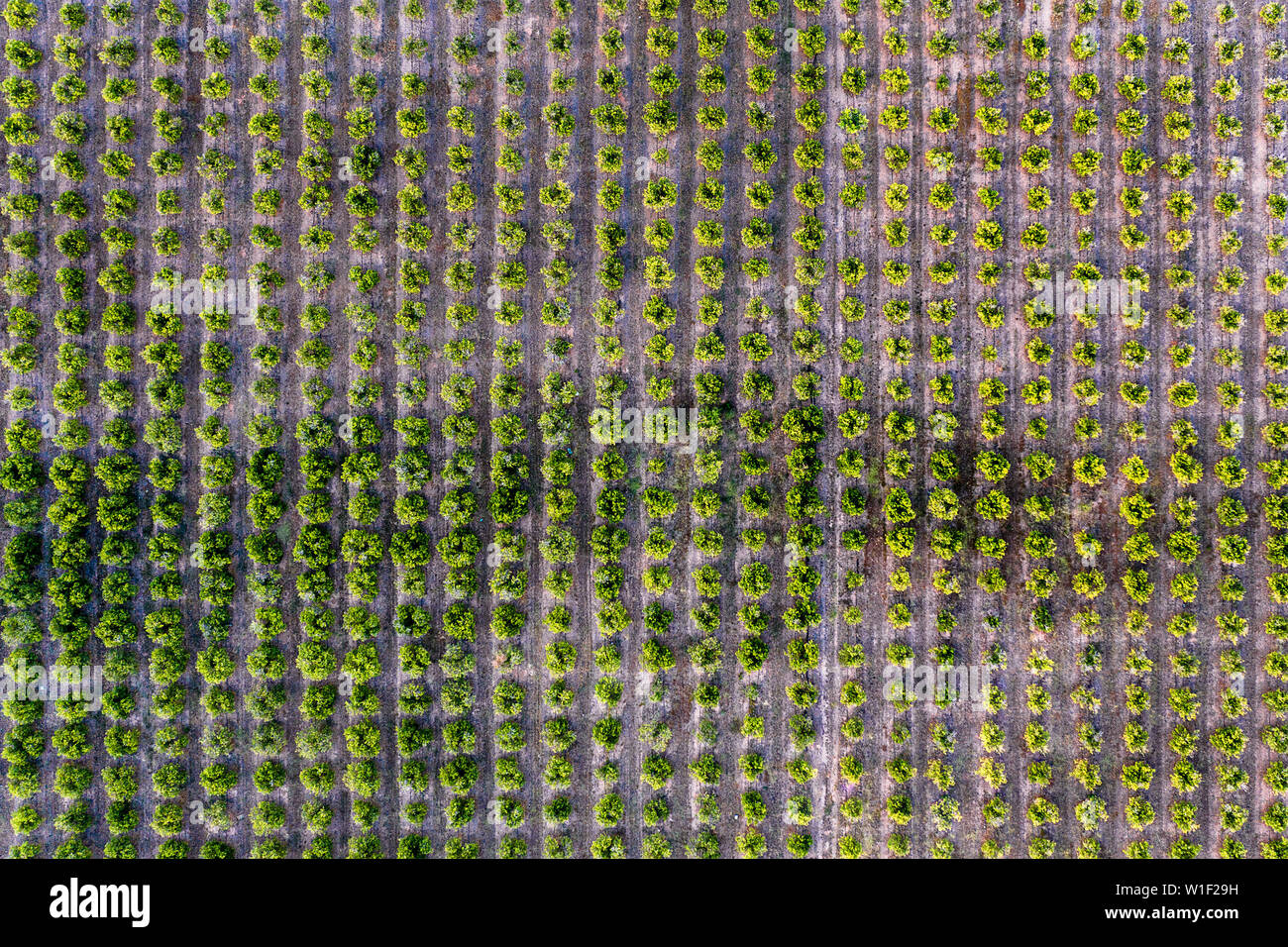 aerial view of a perfectly aligned farm fruit trees plantation, green ...