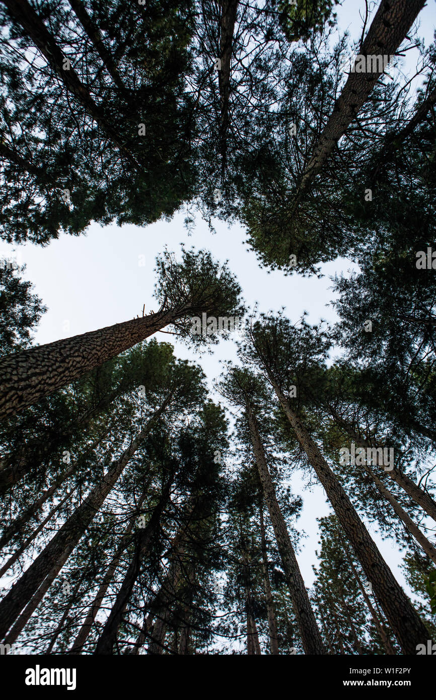 Low angle view of pine trees with vanishing point at the center of the ...