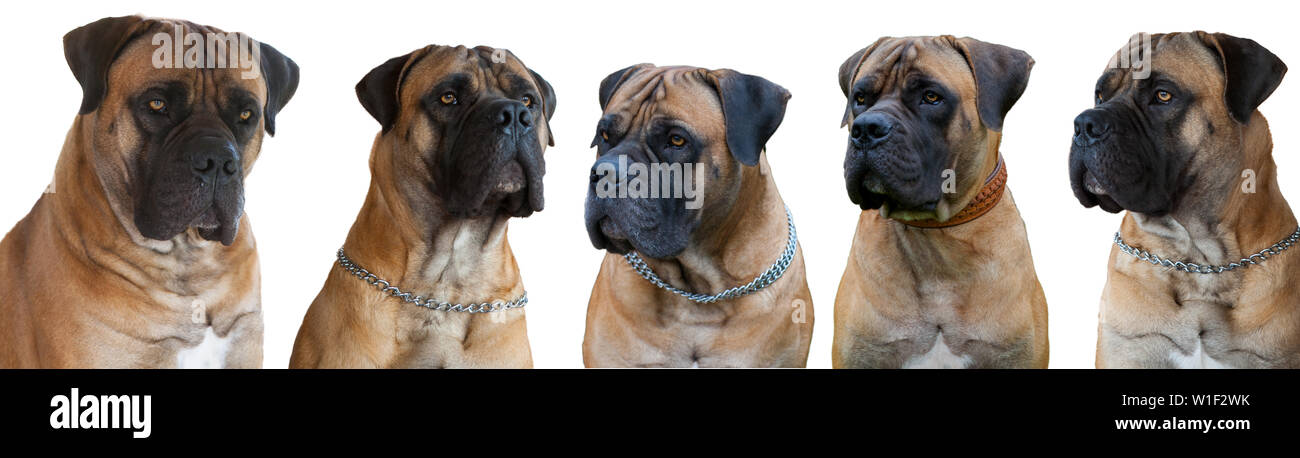 A rare breed of dog - the Boerboel (South African Mastiff). Five red ...
