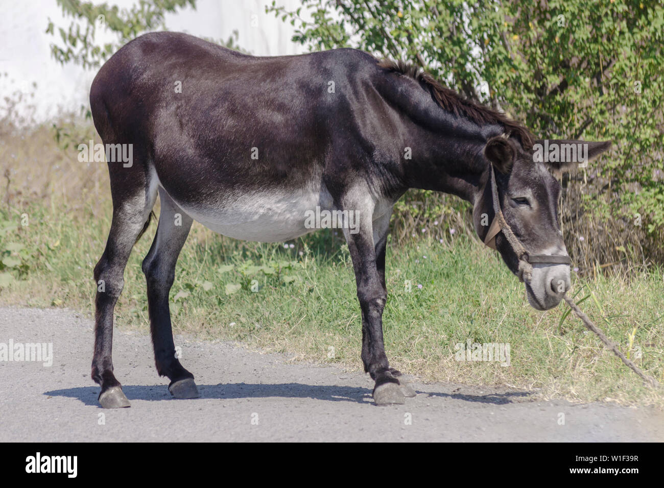 Stubborn mule hi-res stock photography and images - Alamy