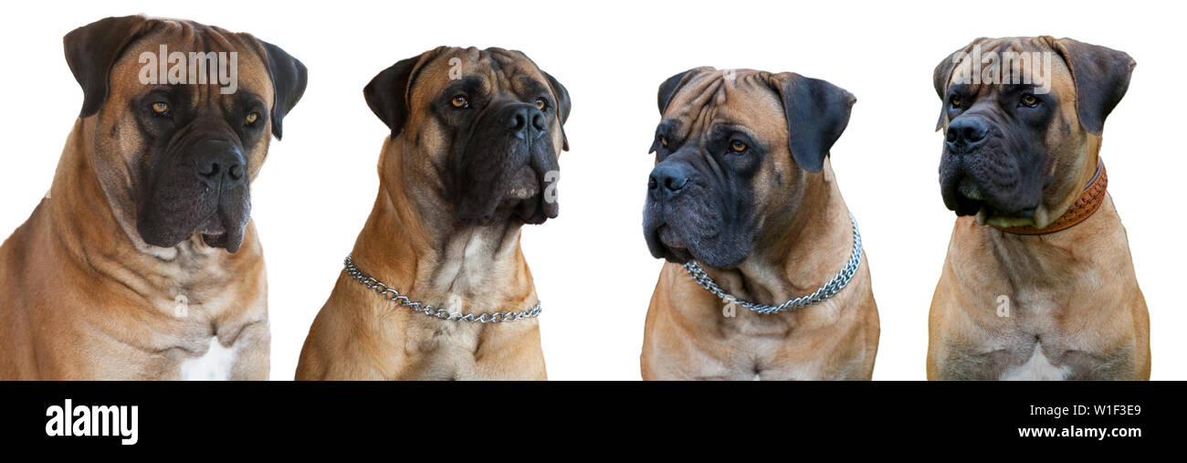 A rare breed of dog - the Boerboel (South African Mastiff). Four red ...