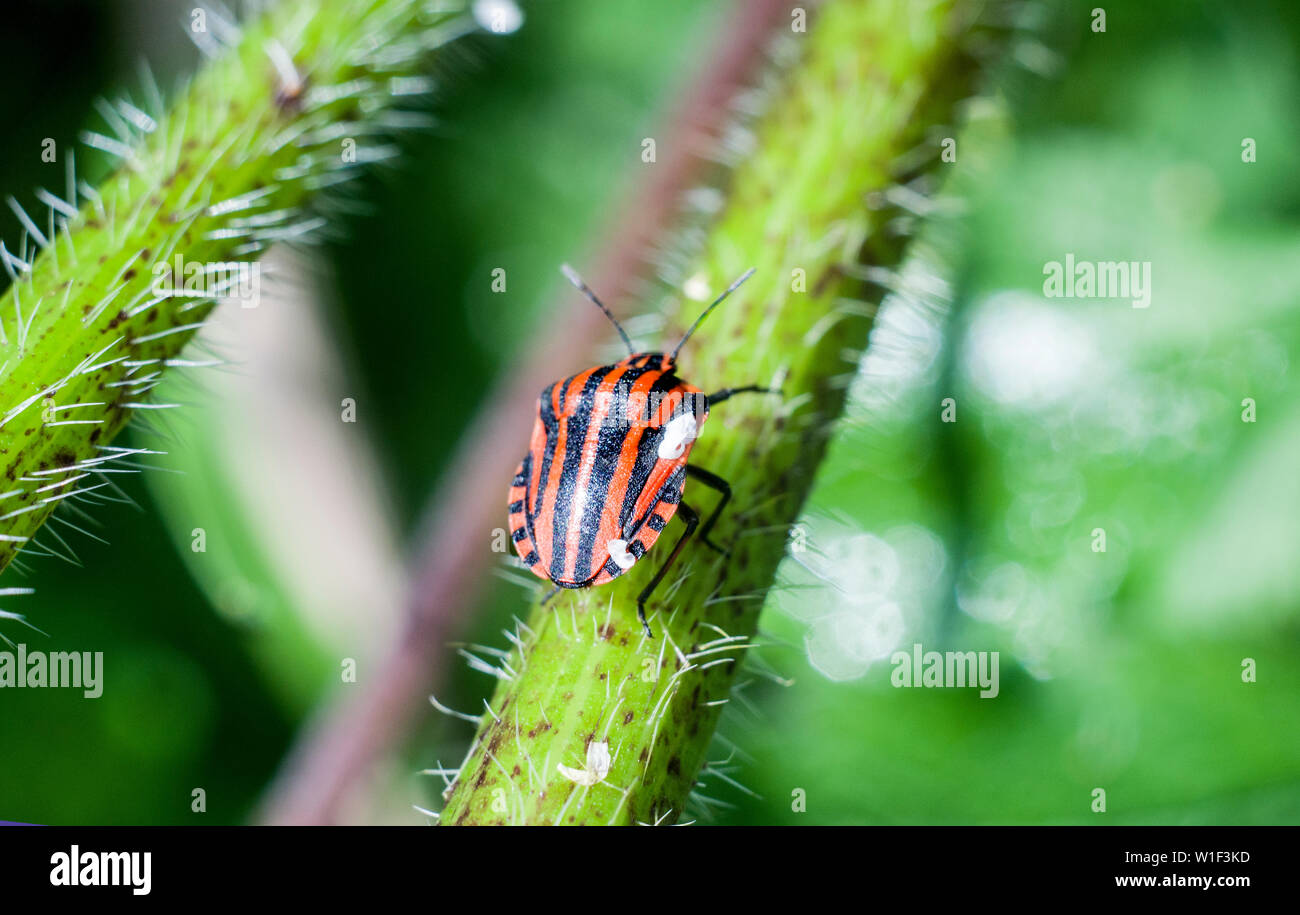 Photo of an insect hi-res stock photography and images - Alamy