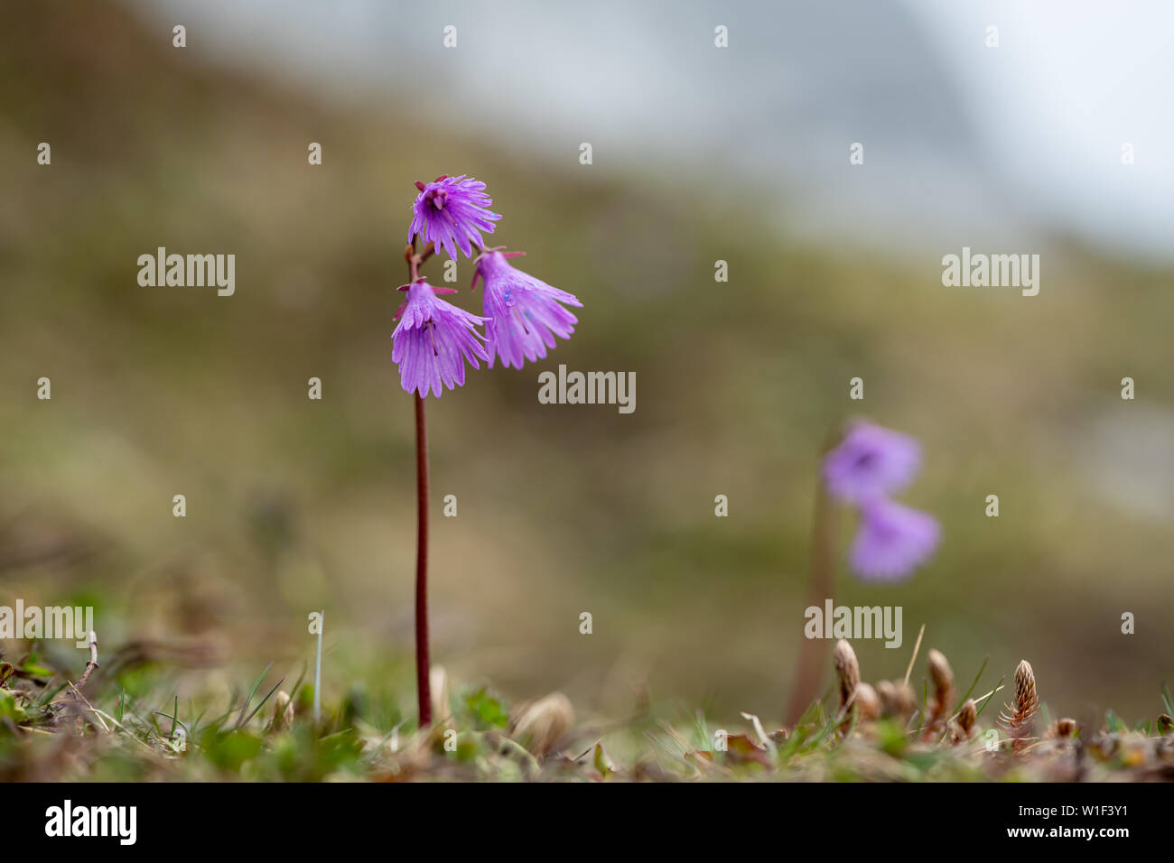Alpine snowbell soldanella alpina flowers hi-res stock photography and ...