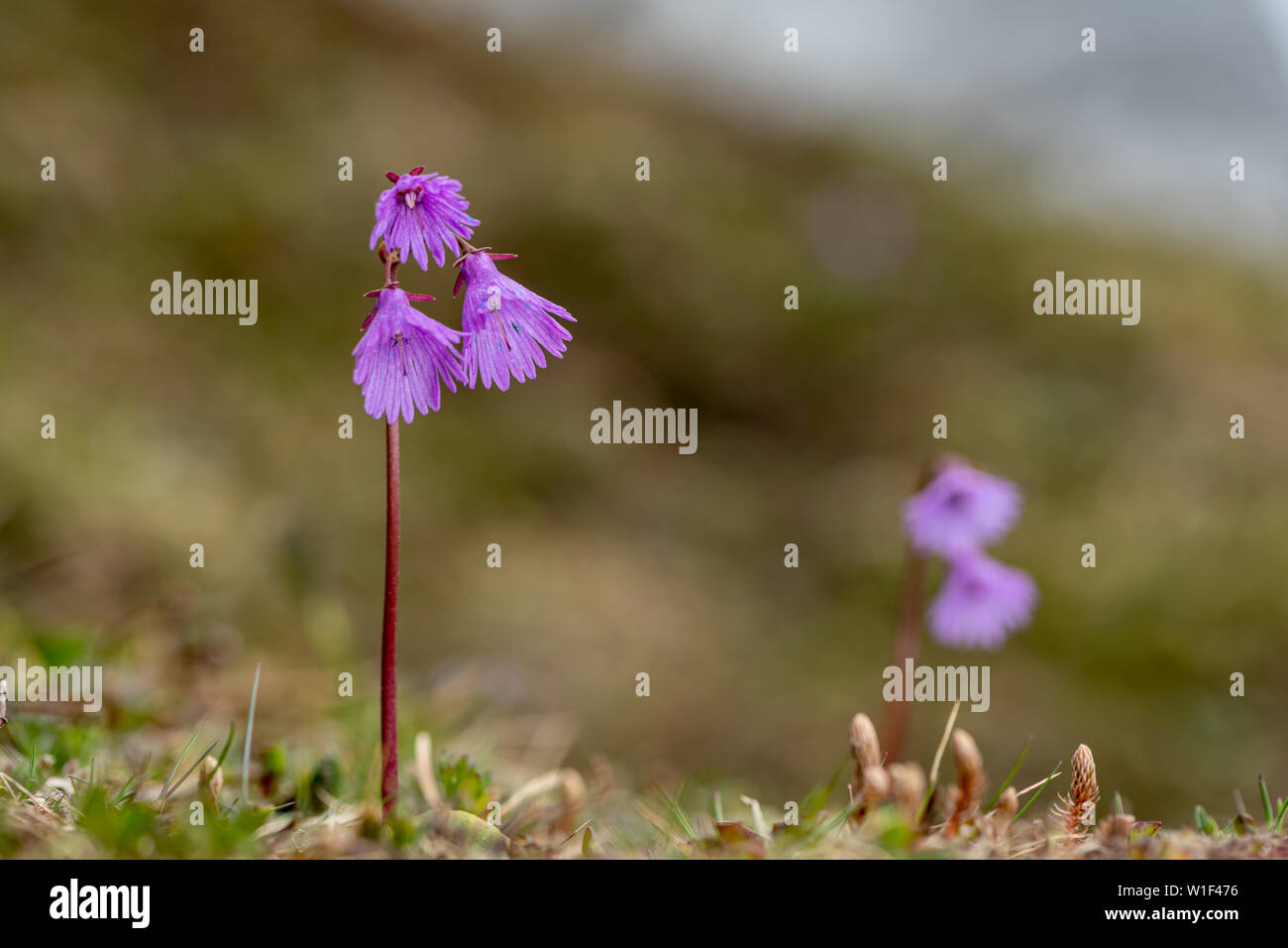 Alpine snowbell soldanella alpina flowers hi-res stock photography and ...